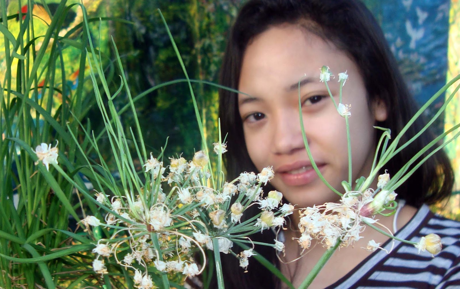 Naturalist's World - Dr Abe V Rotor : Kutsay (Allium tuberosum): Spice ...