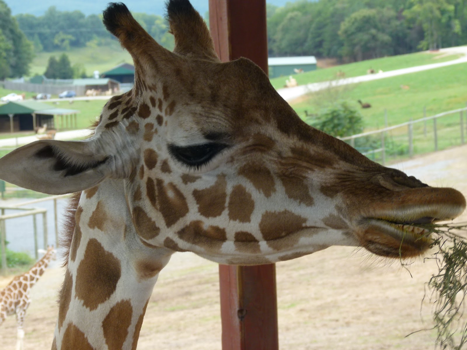 36 Top Photos Drive Thru Petting Zoo In Va : The Halterman Weekend ...