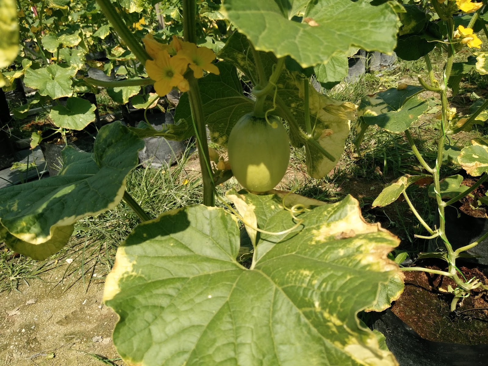 Ide Istimewa Bunga Melon, Motif Baru!