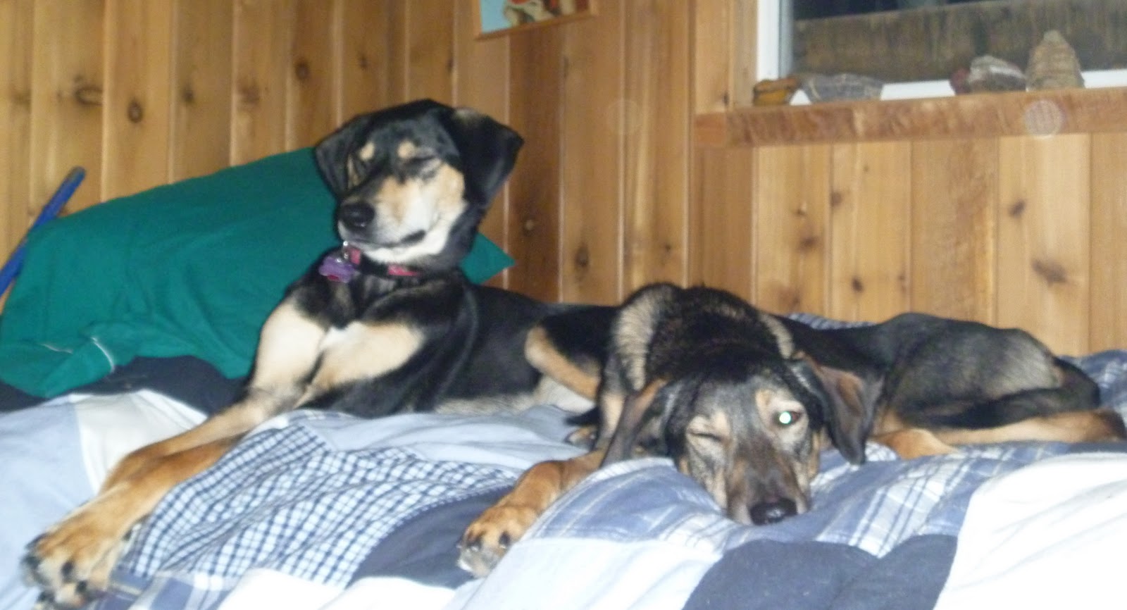 arctic marrow: Snotty Fish and Green Grouse