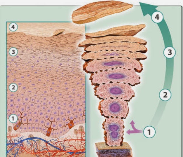 Skin Cell Turnover Diet Plans - dkinter