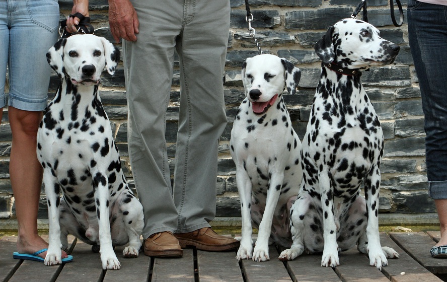 Dalmatiner vomBierstadter Hof