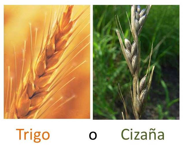 ¿CÓMO PODREMOS ESTAR SEGUROS DE NO SER CIZAÑA QUE SE CREYÓ TRIGO?