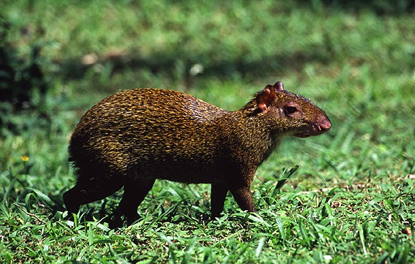 Agouti Color