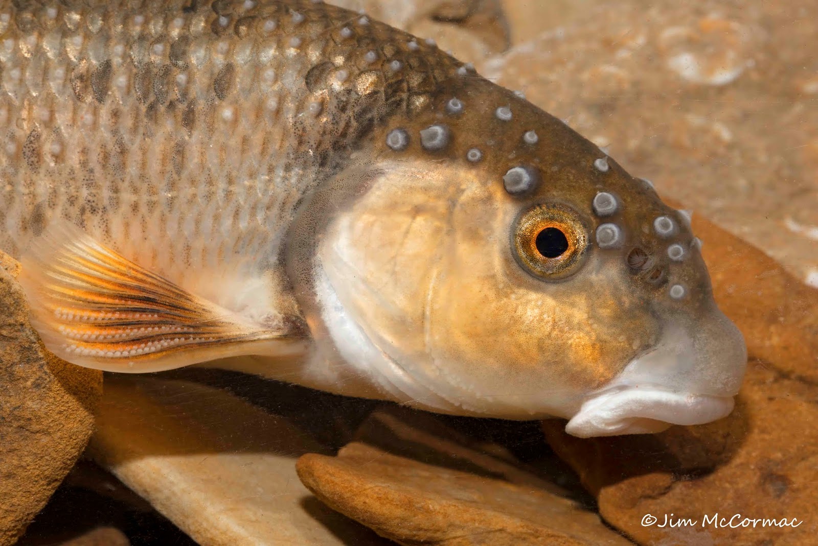 Ohio Birds and Biodiversity: Rosyside Dace, in nuptial colors