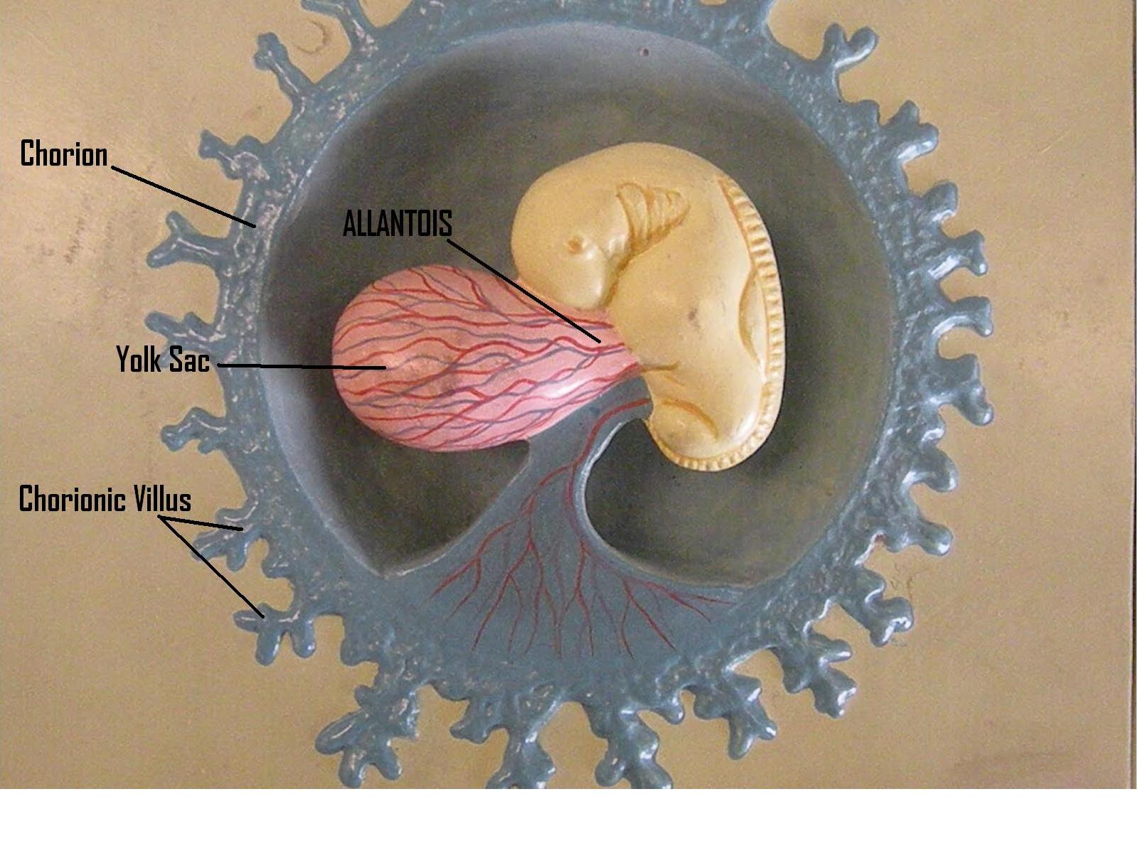 PSC: Anatomy and Physiology 2: Labeled Embryonic Development Models PSC: Anatomy and Physiology 2: Labeled Embryonic Development Models