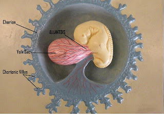 PSC: Anatomy and Physiology 2: Labeled Embryonic Development Models