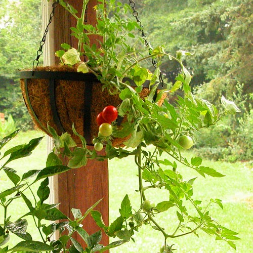 Alternative methods for growing tomato | Garden Park