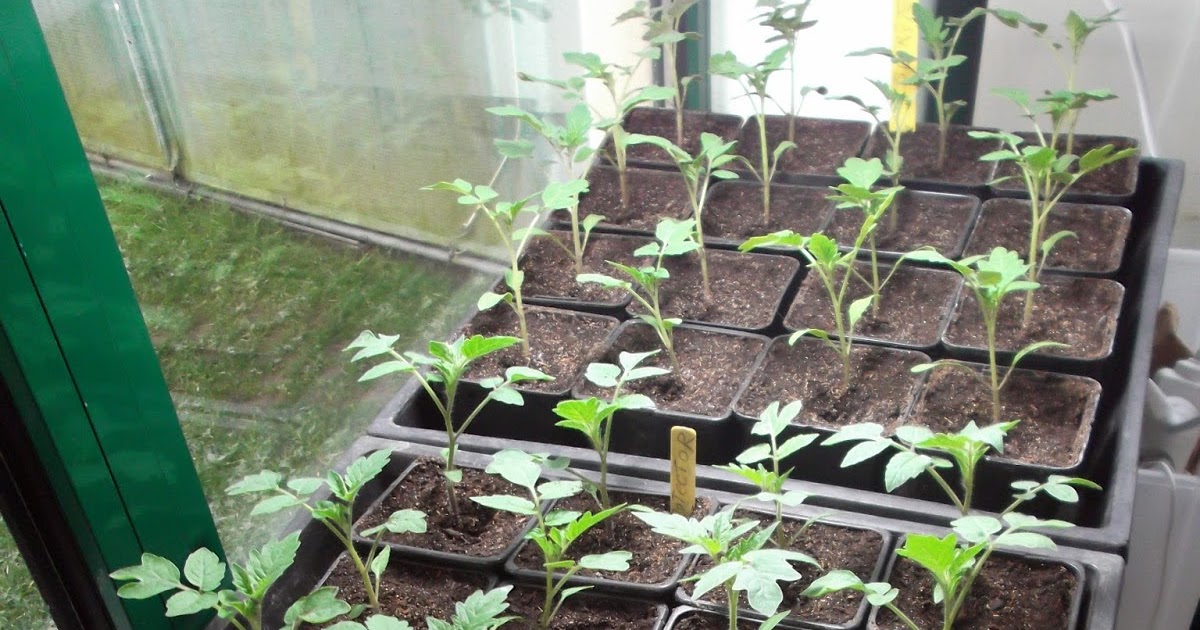 PASSION TOMATES: Les porte greffes a 16 jours