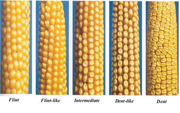 Laikipia Rural Voices (LRV): Increasing yields through improved and ...