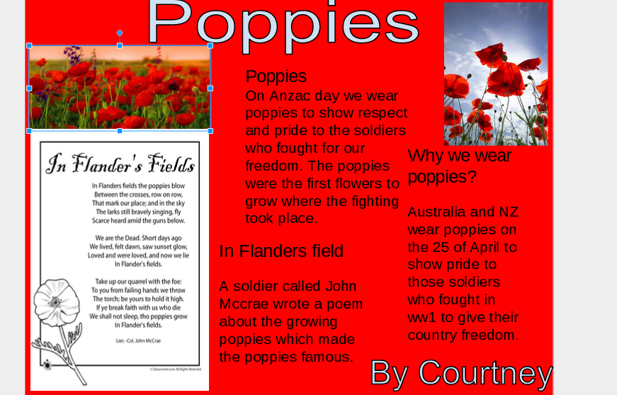 courtney-poppies
