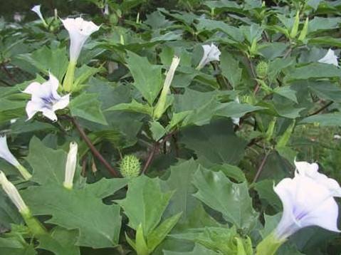 CHINAR SHADE : KASHMIRIS AND DATURA OR DEVIL’S WEED