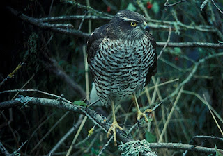 El Cajón del Maestro: Gavilán Común