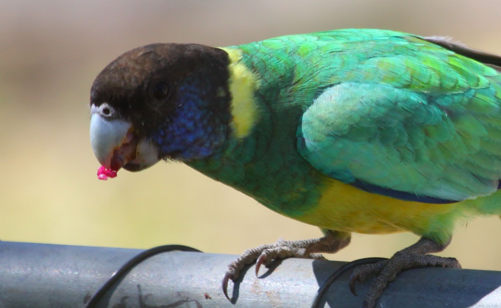 Richard Waring's Birds of Australia: Australian Ringneck - photos