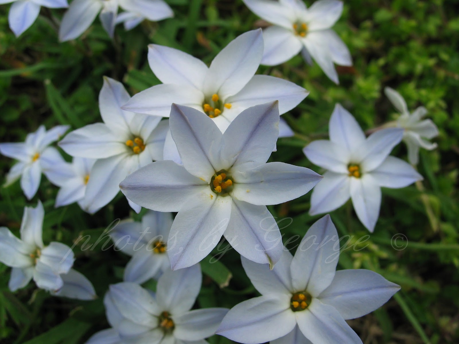 "What's Blooming Now" : Spring Star (Ipheion uniflorum)