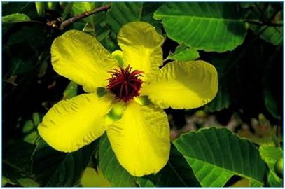 All About Science: SIMPUR (Brunei's National Flower) Story