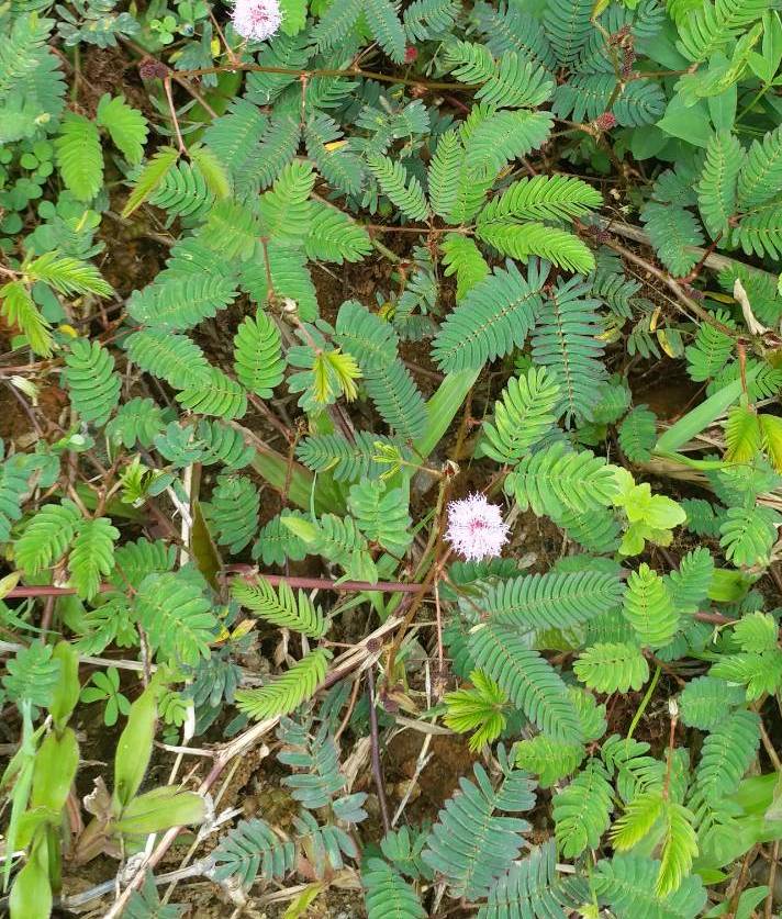 Agriculture of Sri Lanka: Nidikumba Mimosa pudica
