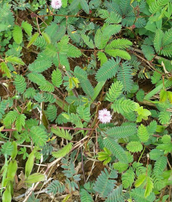 Agriculture of Sri Lanka: Nidikumba Mimosa pudica