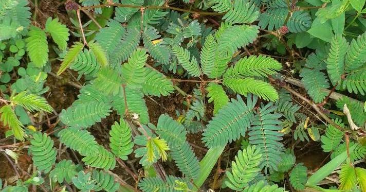 Agriculture of Sri Lanka: Nidikumba Mimosa pudica