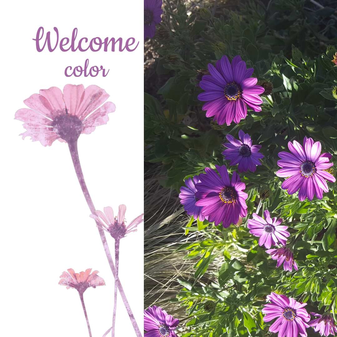 Welcome Color | Life and Linda