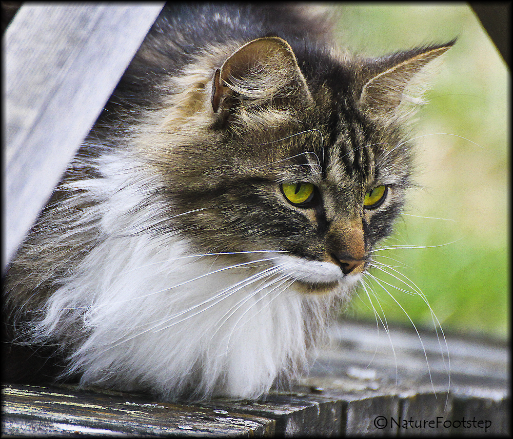 NatureFootstep: Fluffy kitty