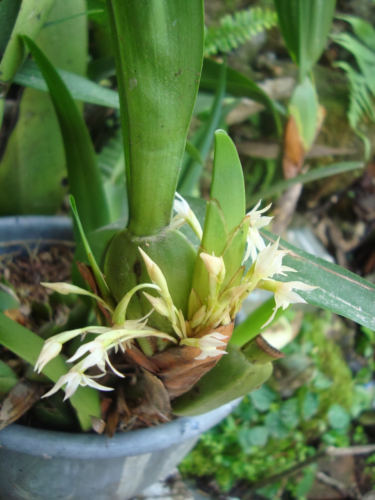 Orquídeas HElid: Maxillaria Densa
