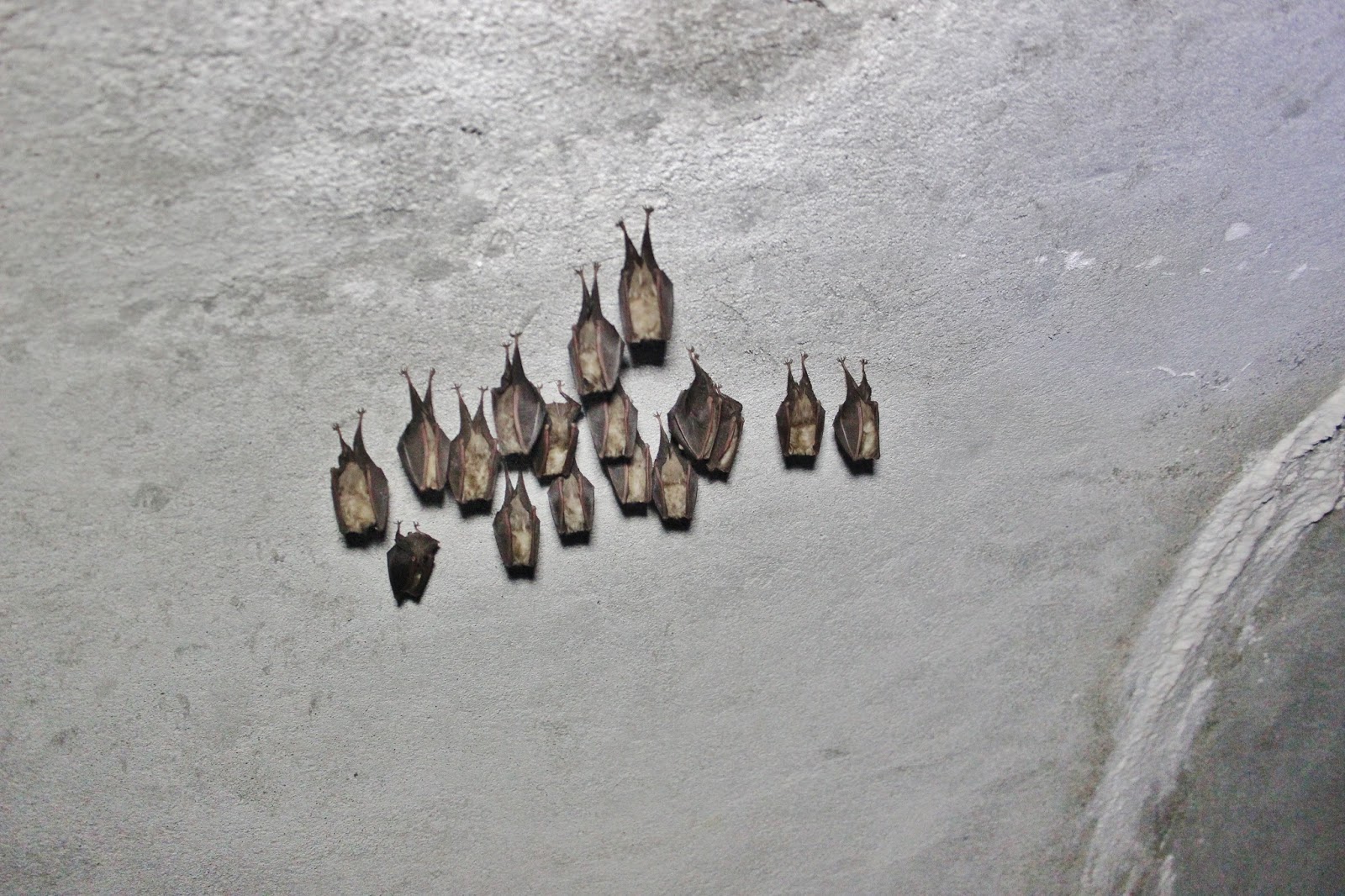 Mammals of Cyprus - Τα θηλαστικά της Κύπρου by George Konstantinou: The ...