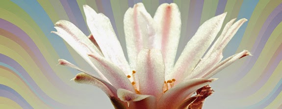 Peyote to LSD : A Psychedelic Odyssey - Psychedelic Adventure