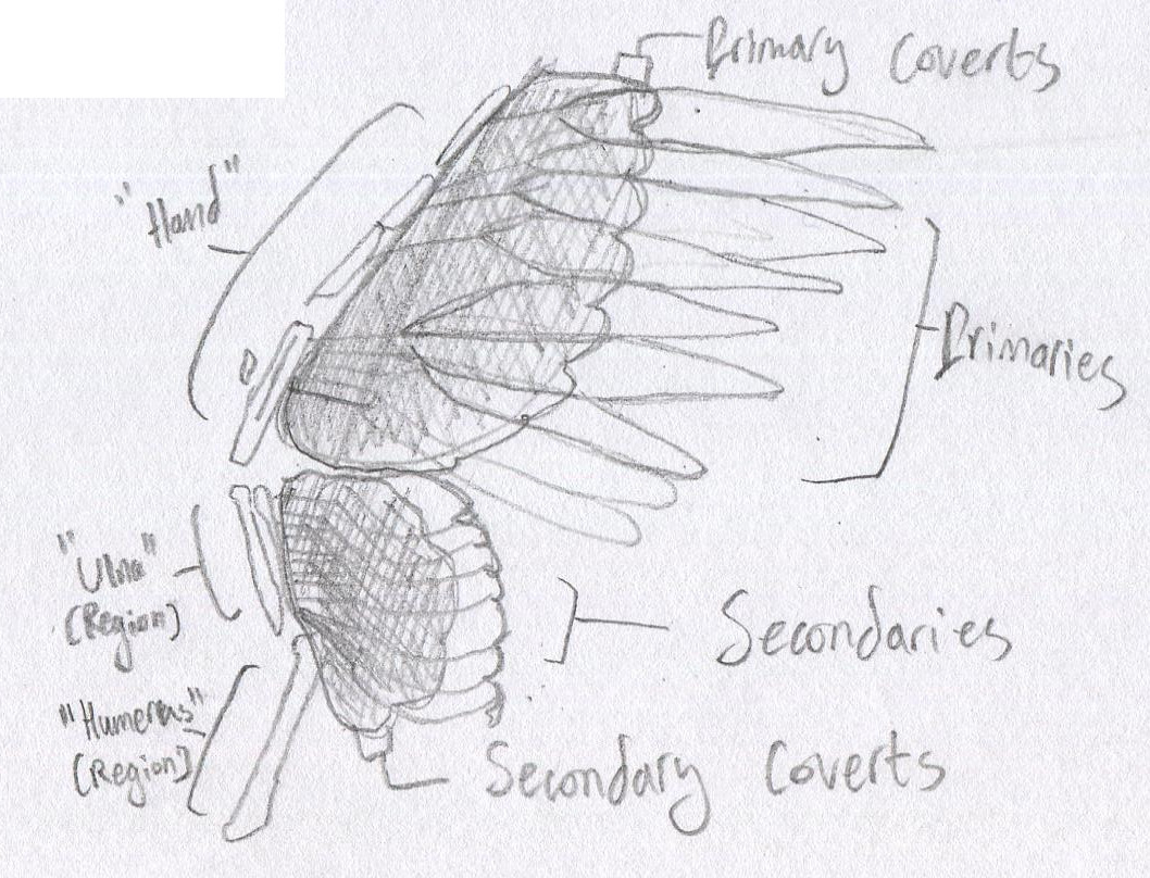 Spare Fork's Art Studio: Studying Feathers (Part 1)