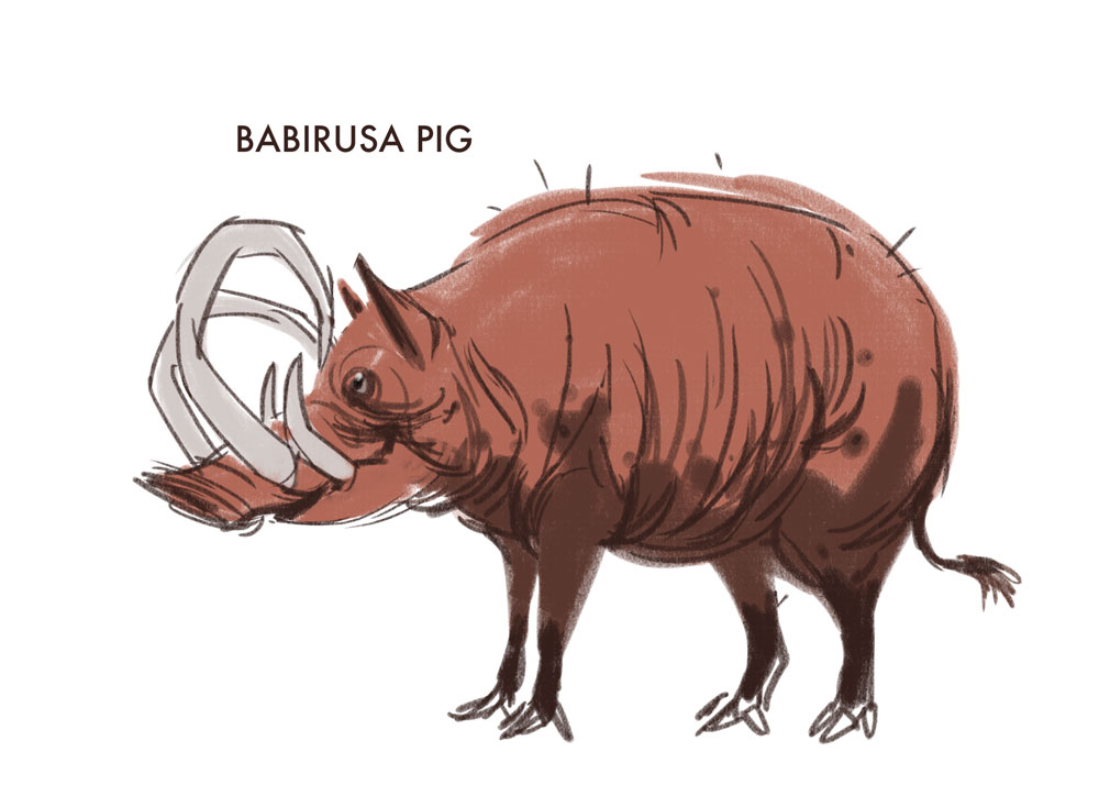 An Animal a Day: Babirusa