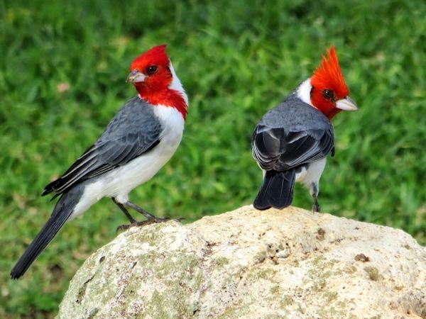 A GUIDE TO NORTHEASTERN GARDENING: A Look Beyond: Blooms and Birds of ...