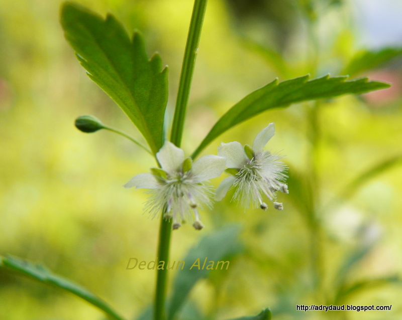Dedaun Alam: Bunga Part XXX