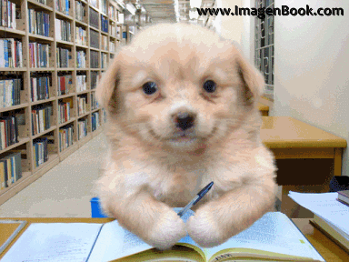 Perro estudiando ~ ImagenBook.com