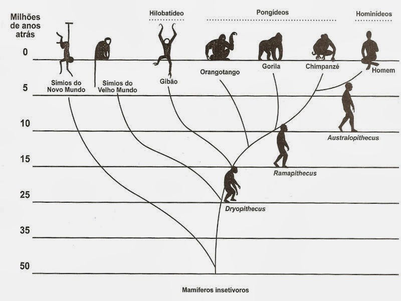 Biologia do 2º Ano: Filogenia