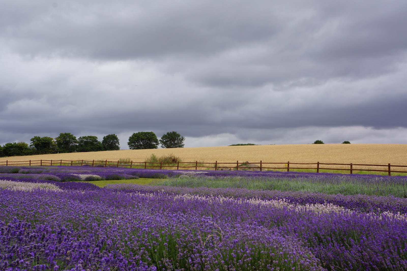 Our family visits lavender fields for the first time