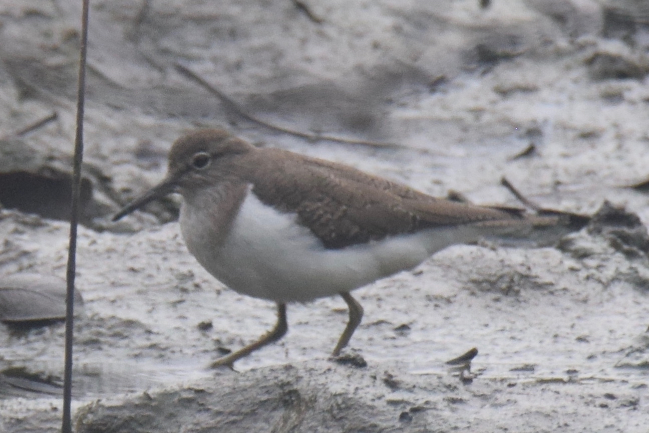 Villa Karon siipiveikot: 100 Grand Popon lintua
