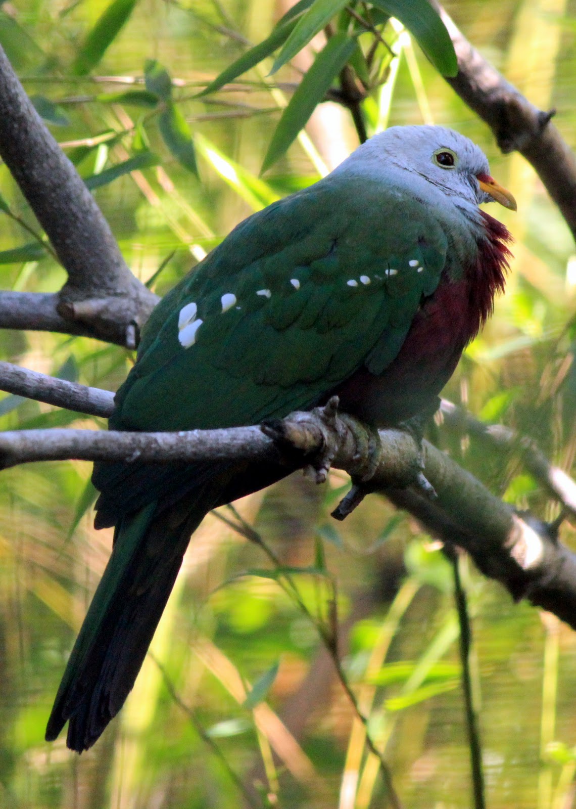 Animal Unique Beautiful: Wampoo Fruit Dove