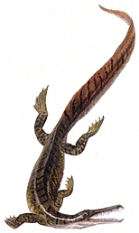 GAIA: Núcleo da Paleontologia