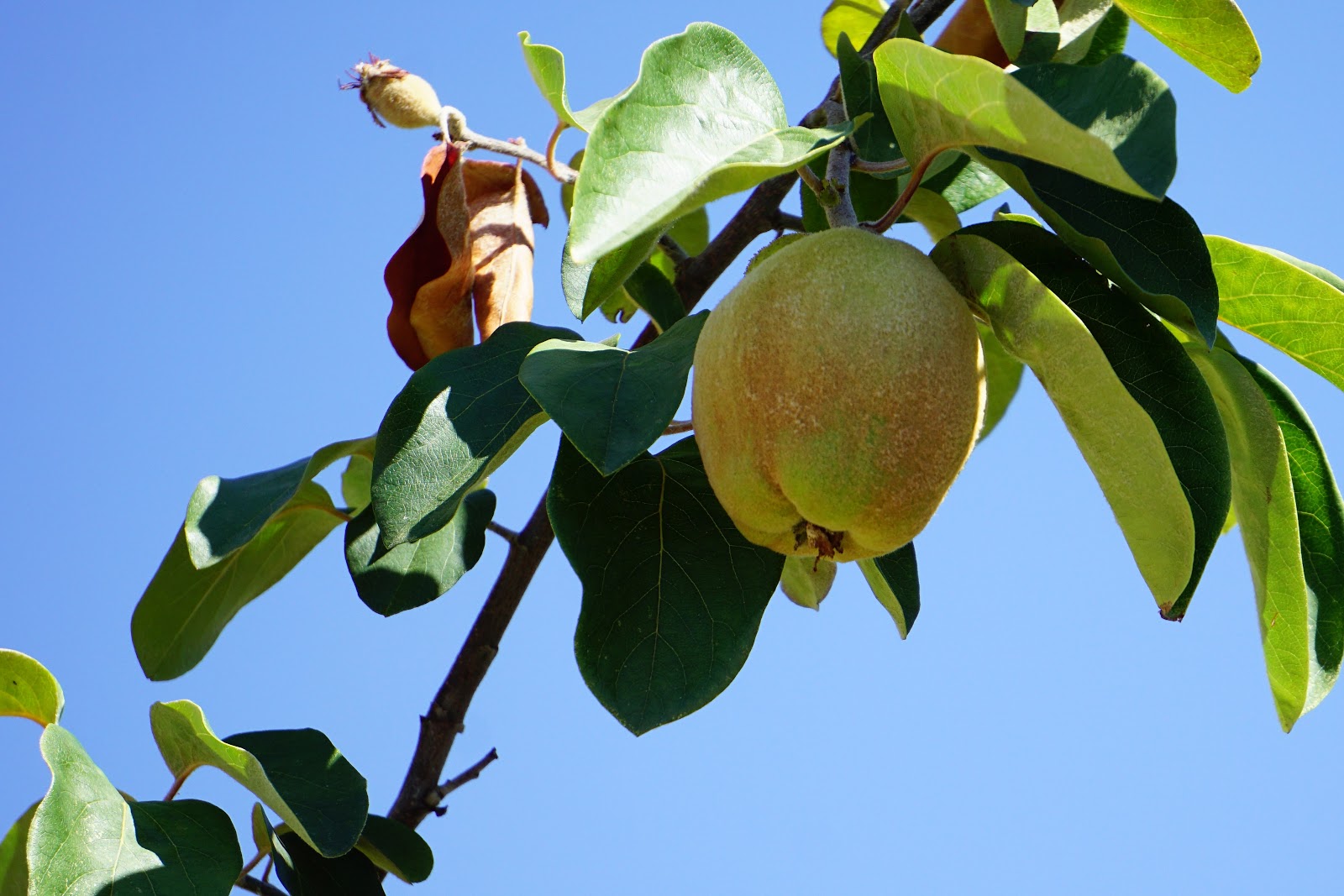Plantas de Huerta Otea, Salamanca: Membrillero (Cydonia oblonga)