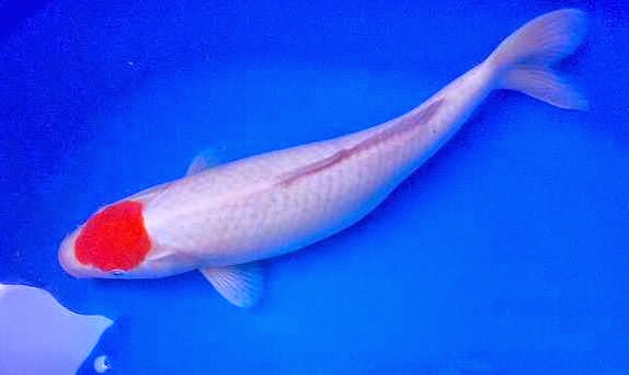 Susur Galur Varieti Ikan Koi ~ Anjung Laman