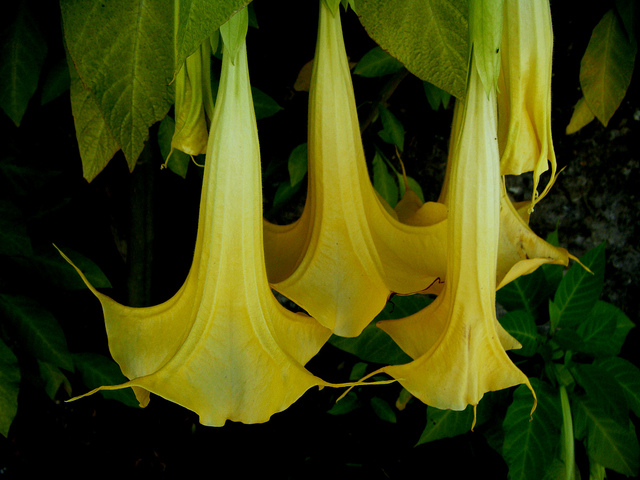 La Burundanga : Mi Rincón Mágico