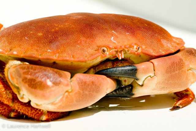 Through the Gaps! - Newlyn Fishing News: Cornish crab is top table ...
