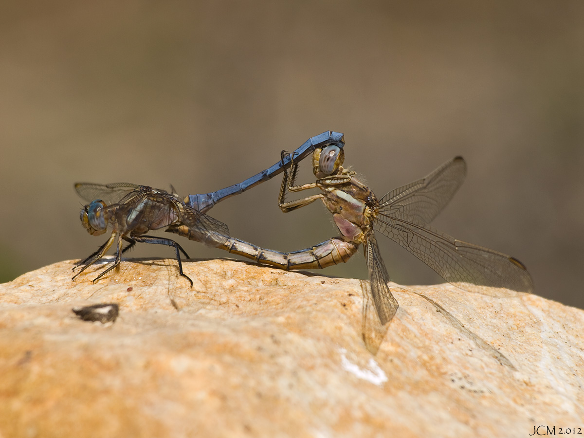 Fauna del Valle - Fotografía de Naturaleza: Siguiendo con las libélulas