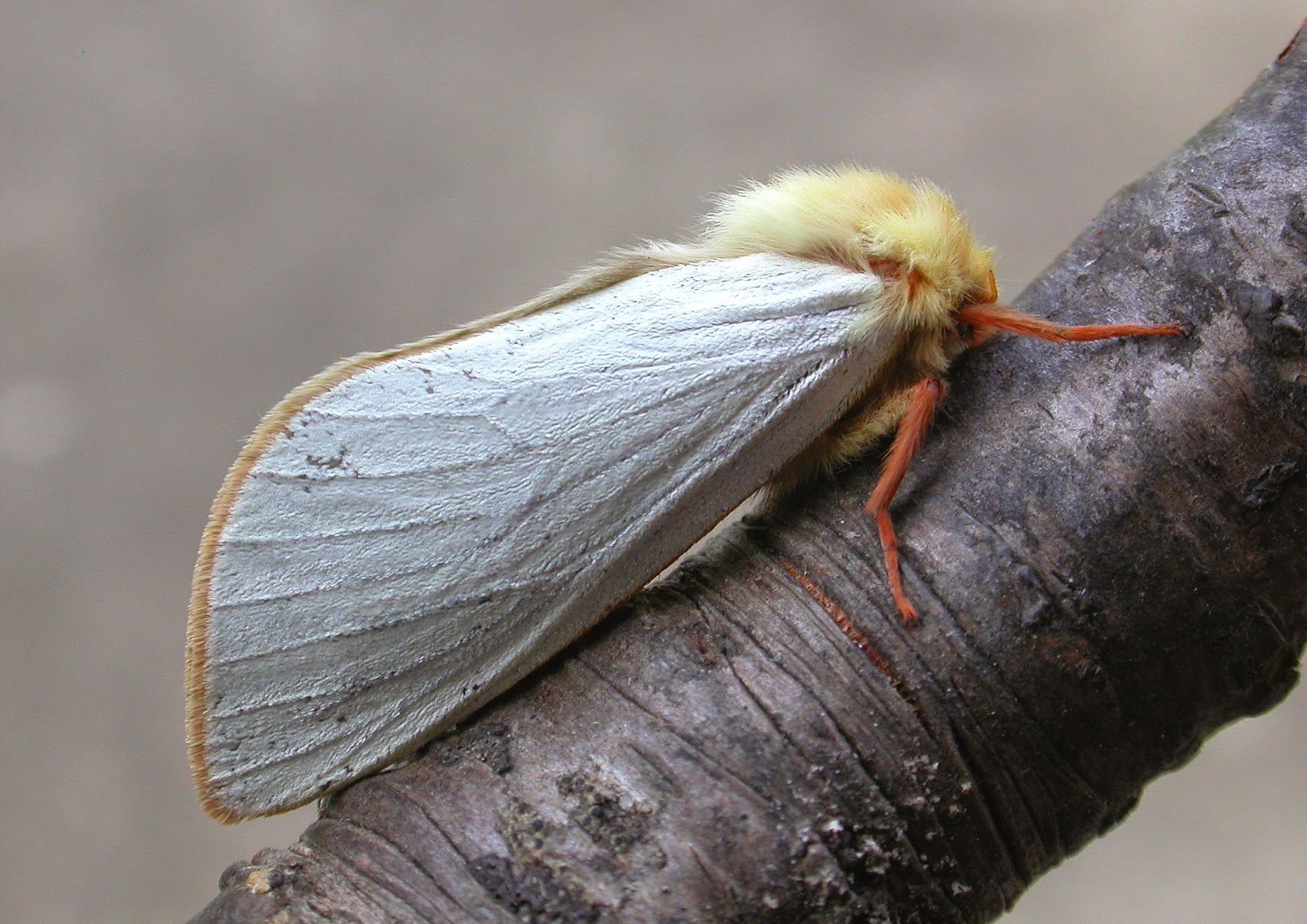 Garden Moths, 1999 to 2022