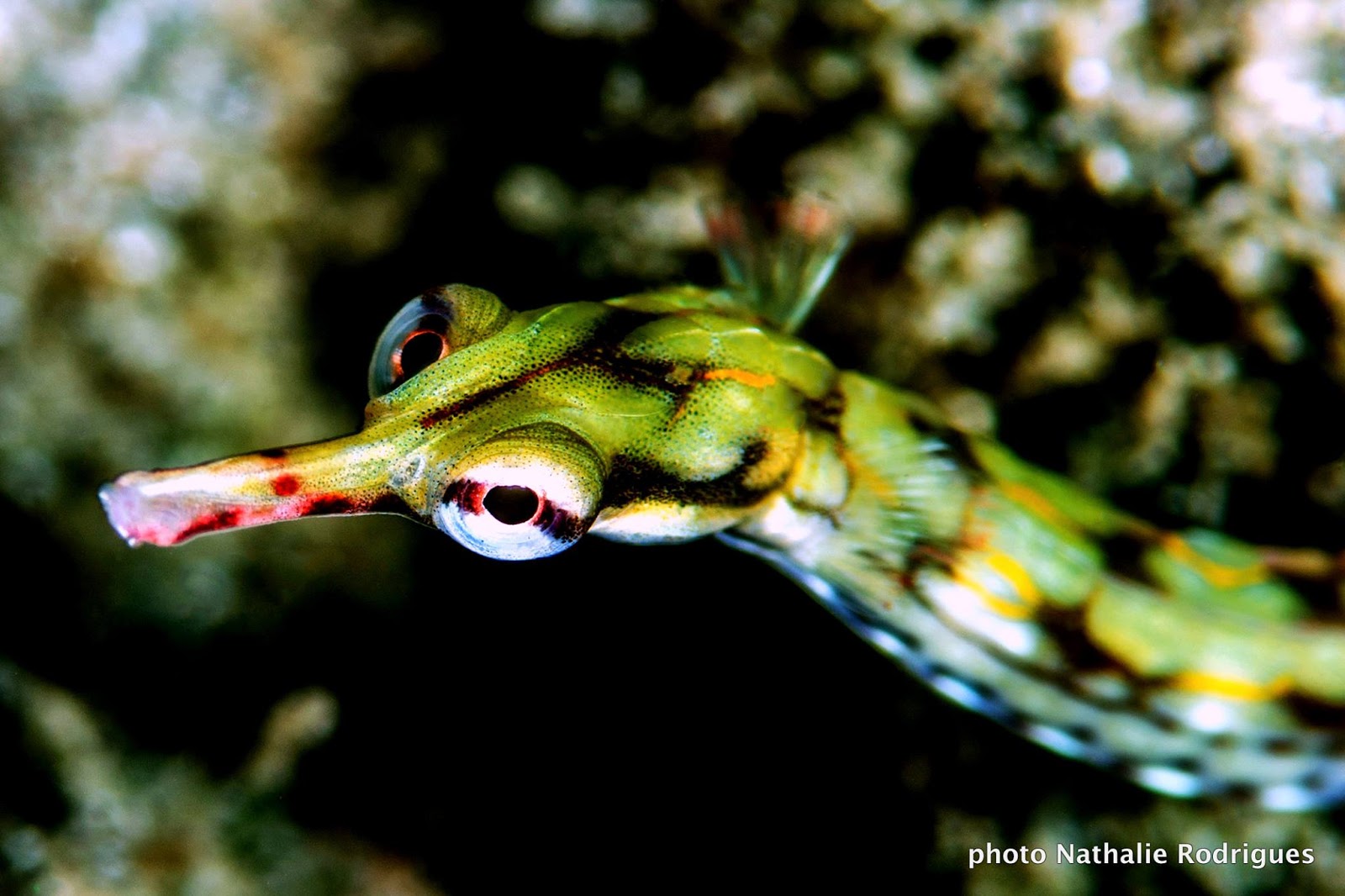 CoCorail Le blog: Faune du Lagon de Saint Pierre par Nathalie Rodrigues ...