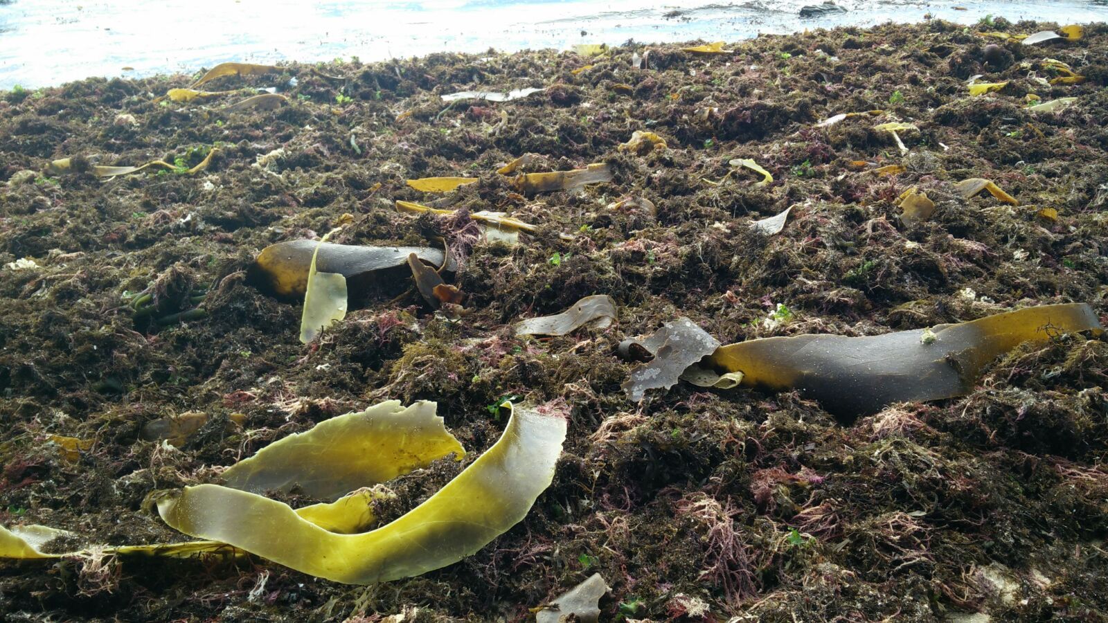 PROYECTO ALGAS: noviembre 2016