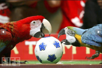 20 Funny animals playing soccer/football (20 pics) | Amazing Creatures