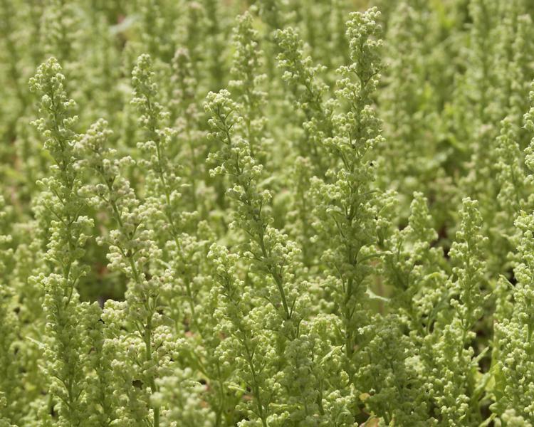 Flowers And Meanings: Ambrosia Flower Picture And Meaning