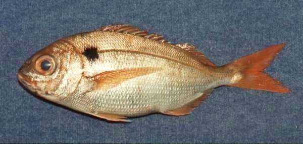 EL CUBIL DEL CHANIN: Besugo al horno