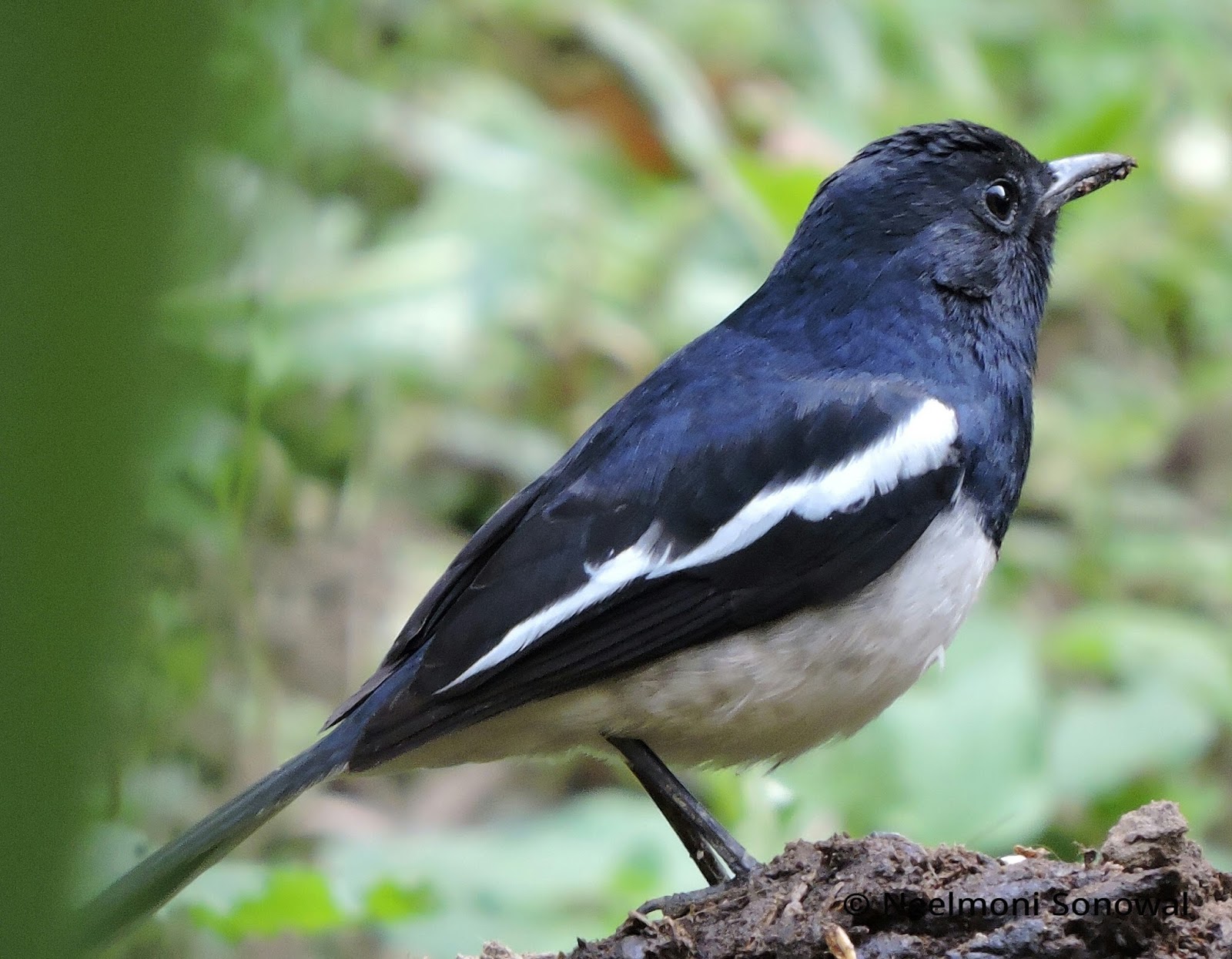 Birds of Assam,India